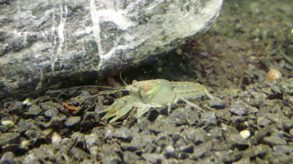 Zwergkrebse Cambarellus sp. ninae – zwergkrebse-cambarellus.de